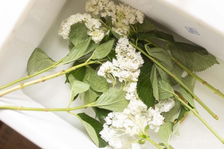 Wilted Hydrangea (How To Revive Wilting Hydrangea)