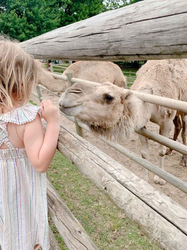 A Local's Guide to 50+ Things to do in St. Louis l | Julie Blanner
