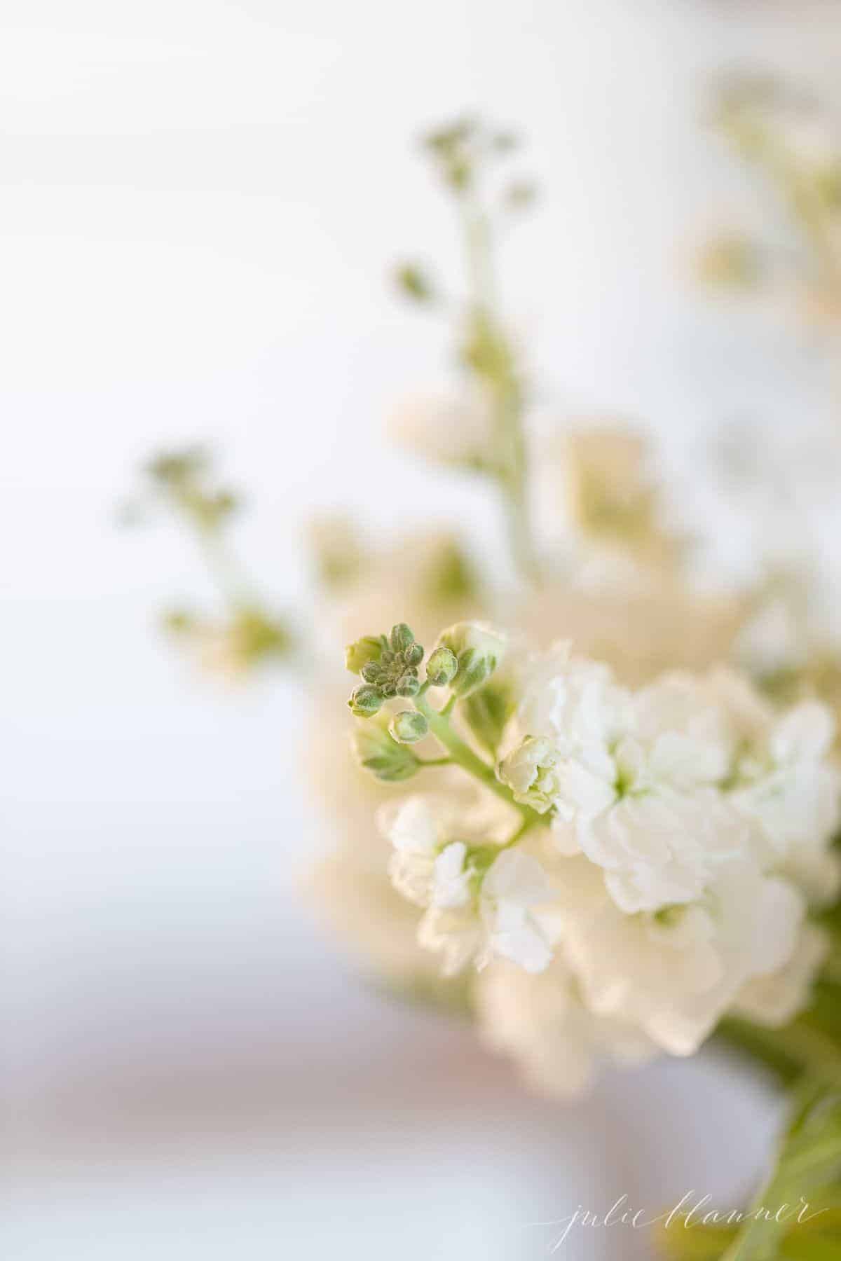 How to Make a Stock Flower Arrangement | Julie Blanner