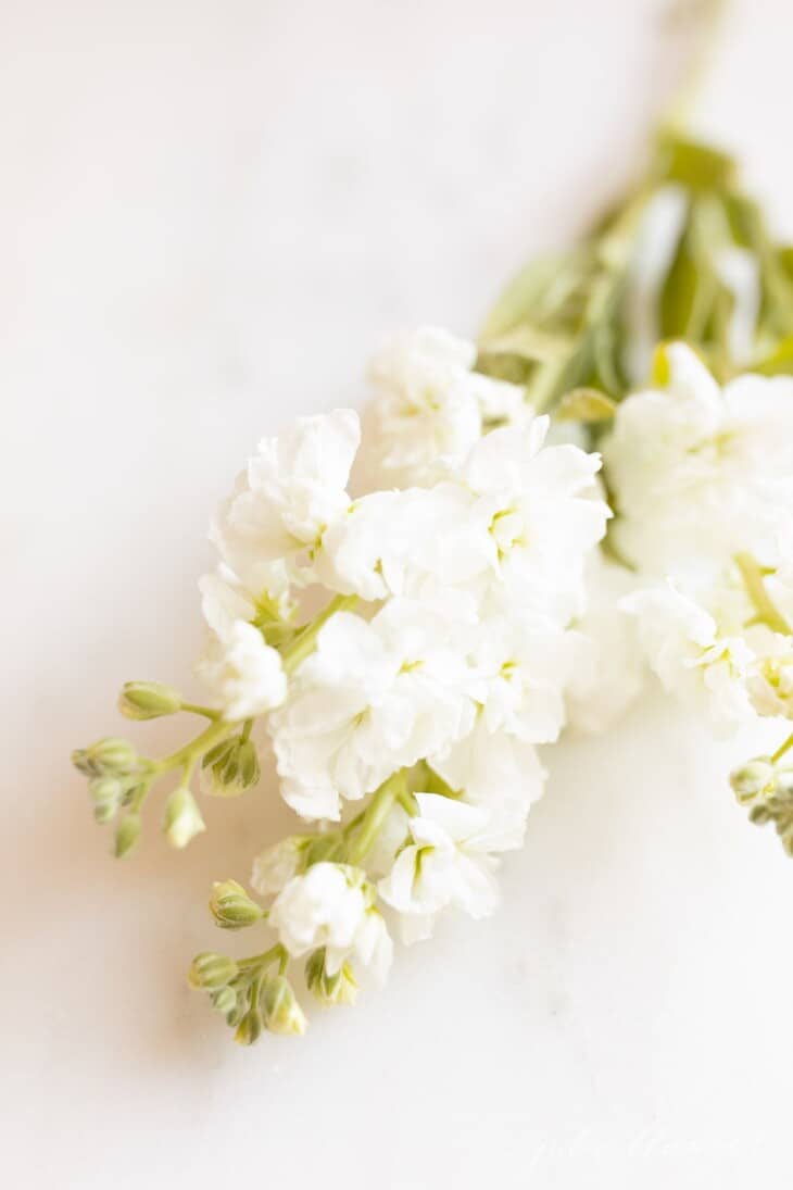 How to Make a Stock Flower Arrangement | Julie Blanner