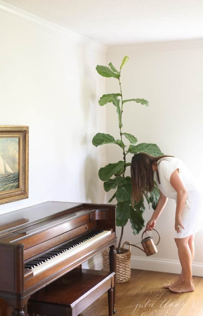 All the Details About Fiddle Leaf Fig Trees | Julie Blanner