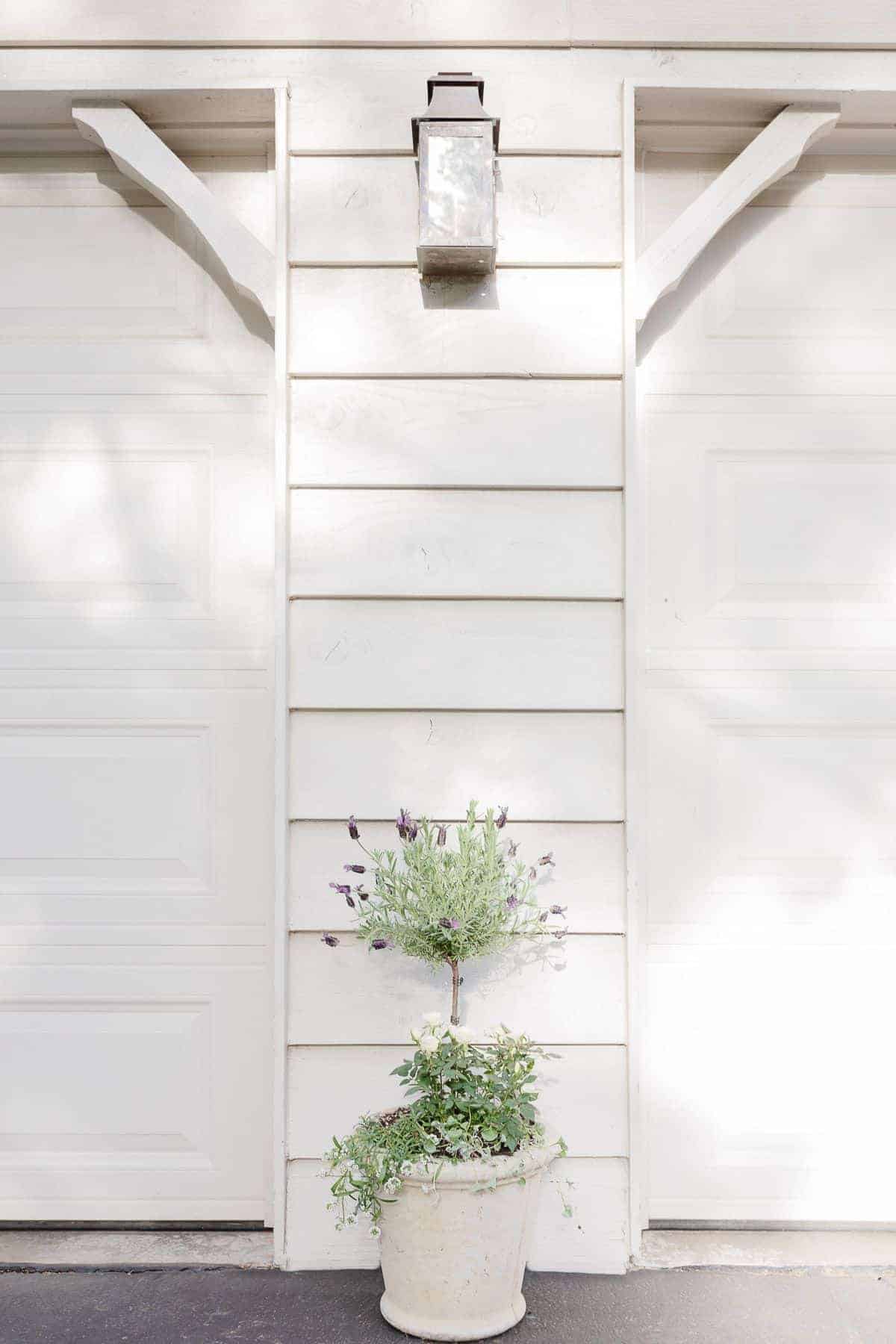 Growing a Lavender Tree Indoors or Out | Julie Blanner