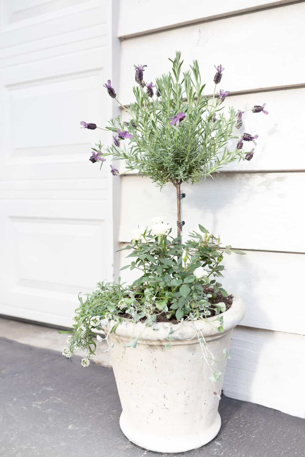 Growing a Lavender Tree Indoors or Out | Julie Blanner
