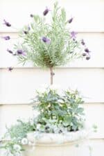 Growing a Lavender Tree Indoors or Out | Julie Blanner
