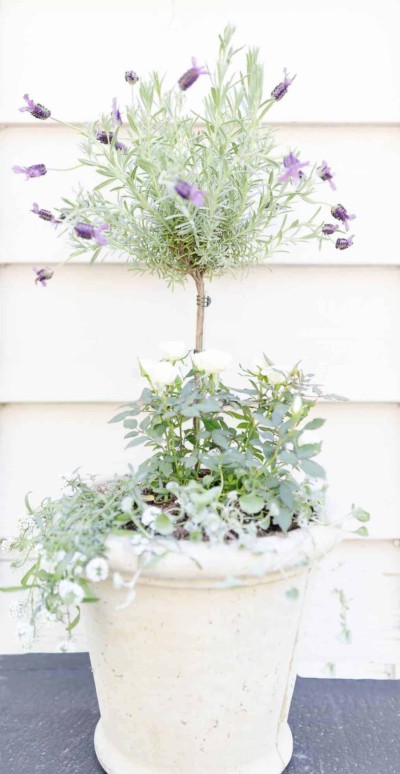 Growing a Lavender Tree Indoors or Out | Julie Blanner