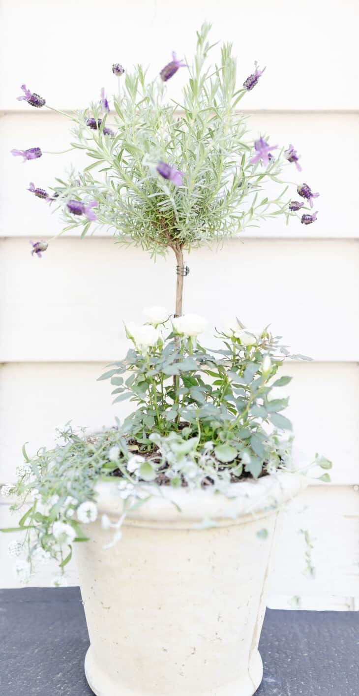 Growing a Lavender Tree Indoors or Out | Julie Blanner