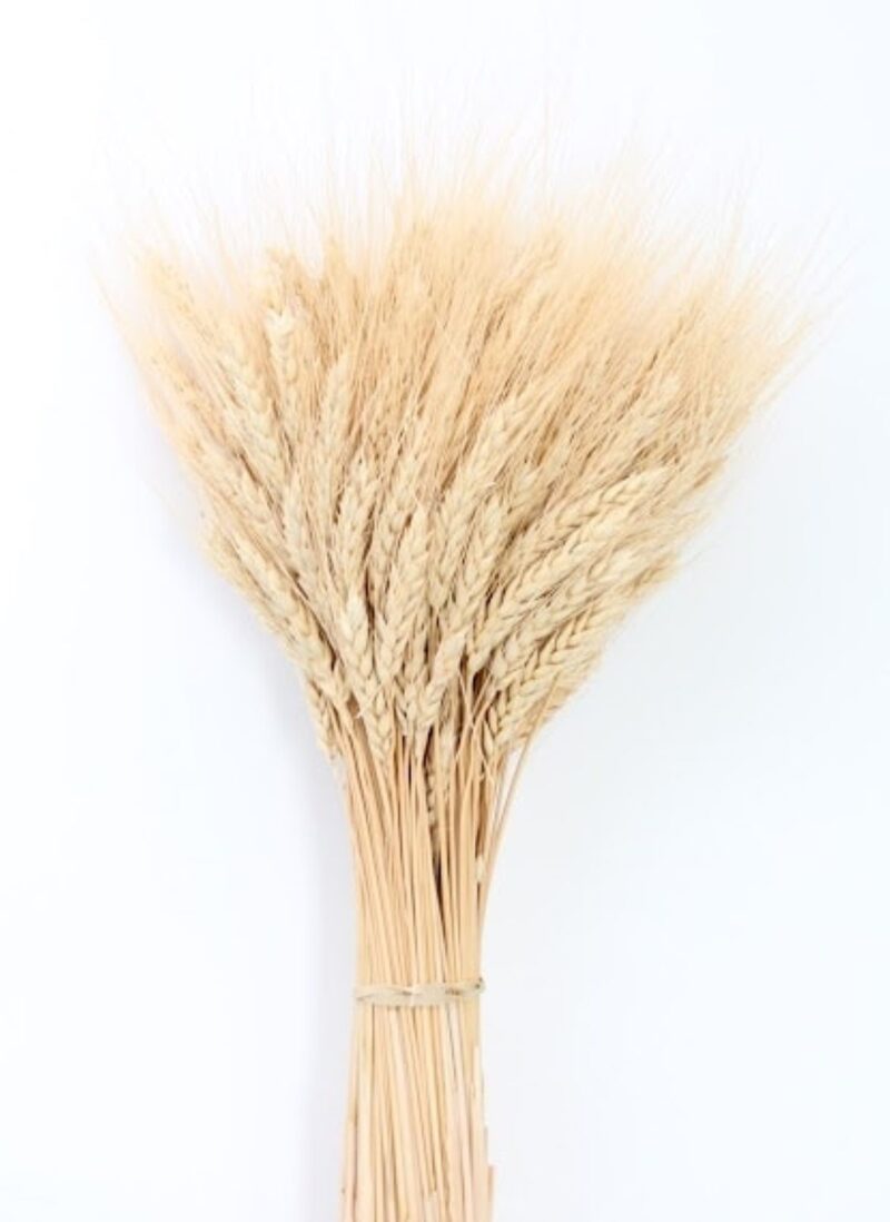 Wheat Sheaf | Julie Blanner